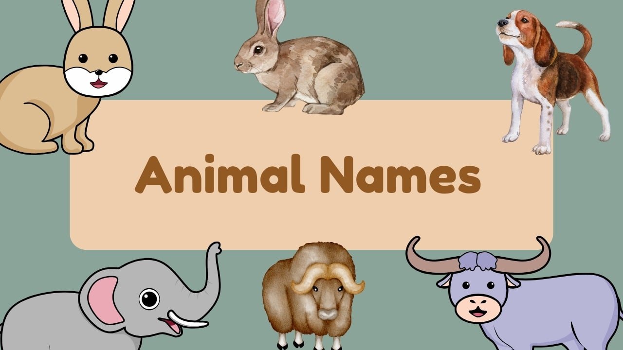 Animals Name In English - List of Animals - Spoken English Guru