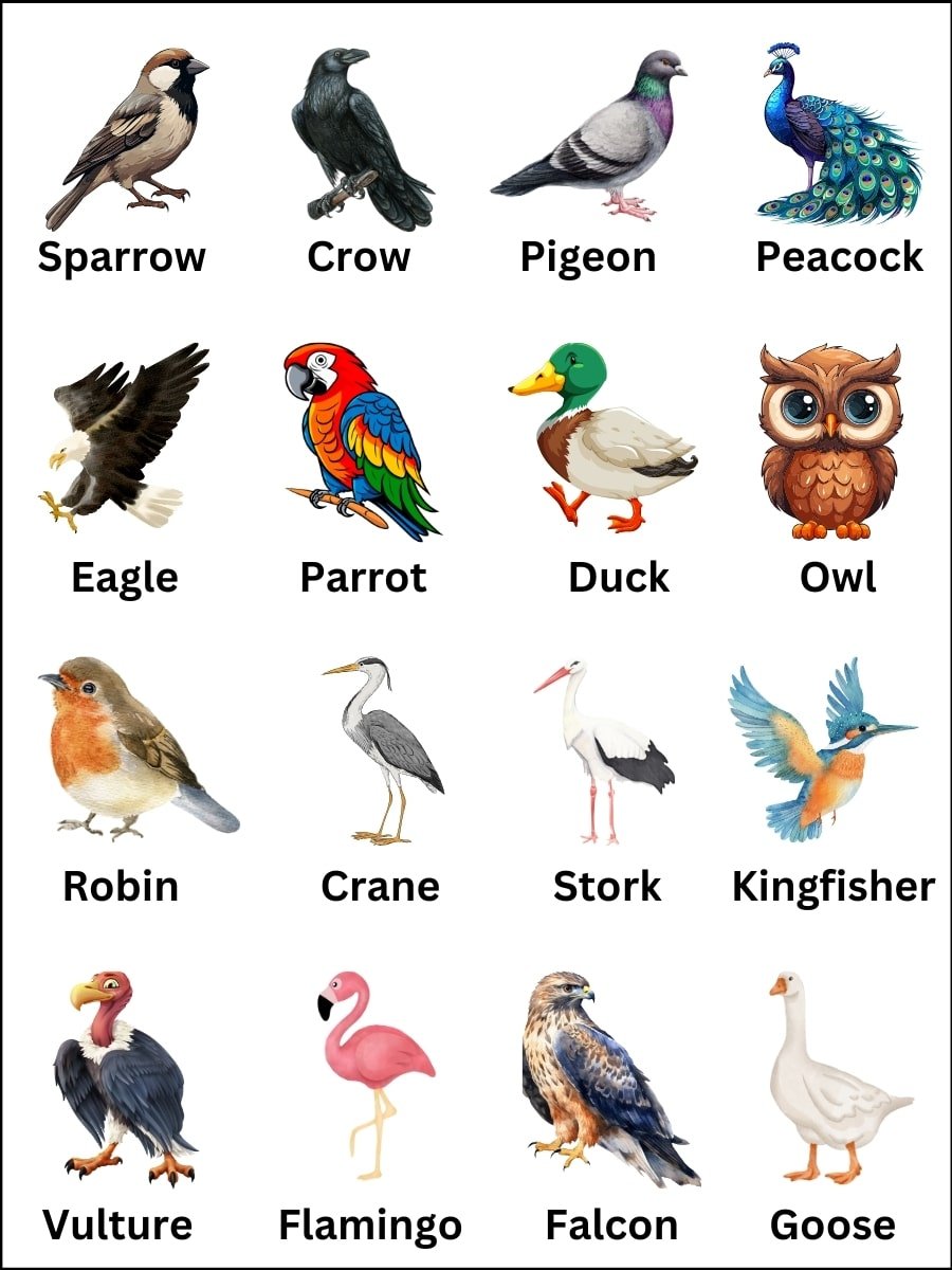 Birds Names in English, List of 50 Birds Name - Spoken English Guru